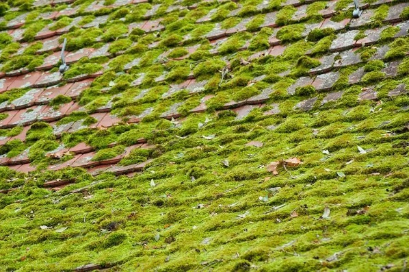 Faut-il enlever la mousse sur le toit ? | Cisa Bat